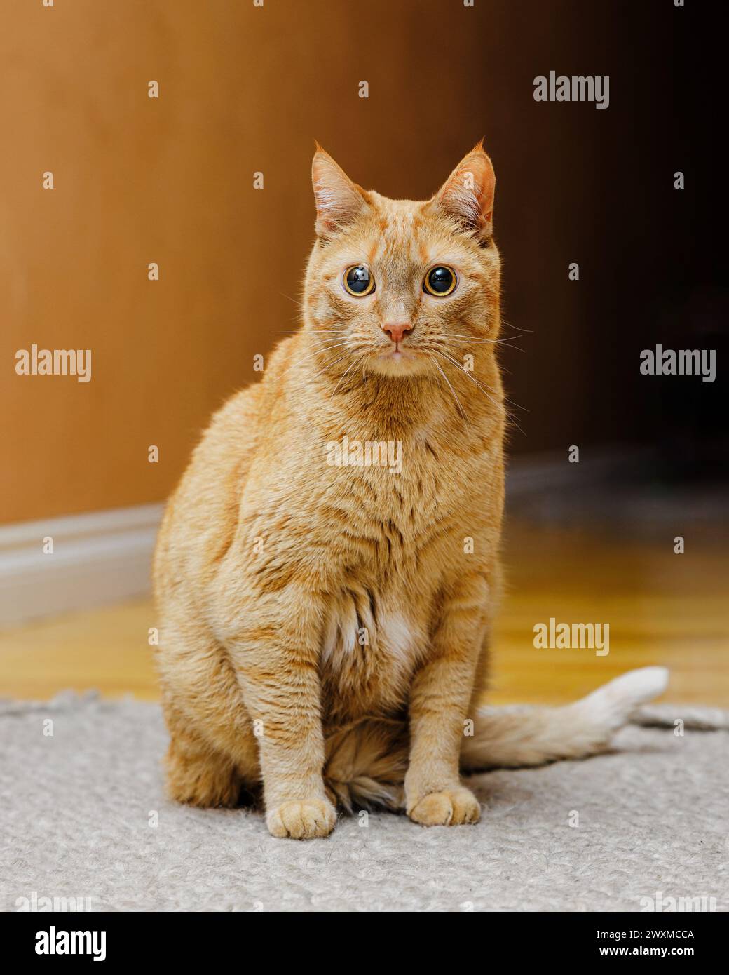 Orange tabby cat sitting and looking at camera with wide eyes Stock Photo - Alamy
