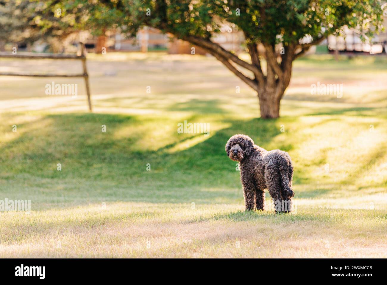 Black poodle standing on the lawn in the sun looking back at camera ...