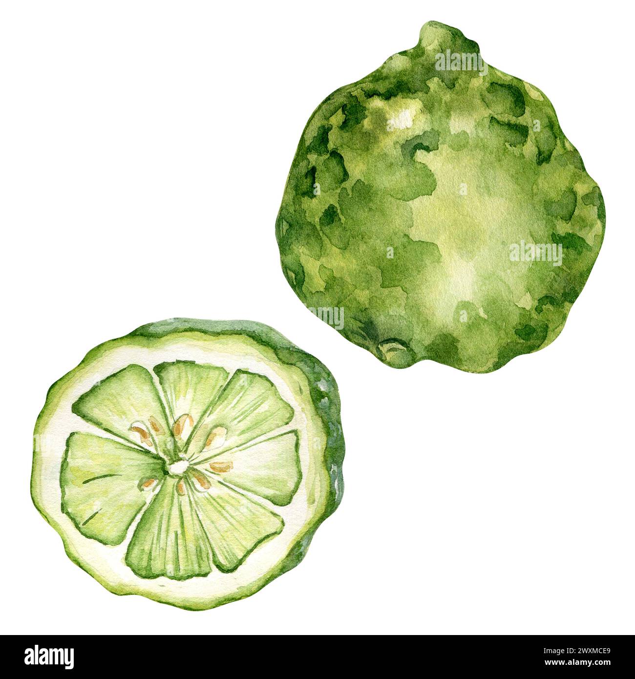 Watercolor bergamot illustration isolated on white. Set of whole and ...