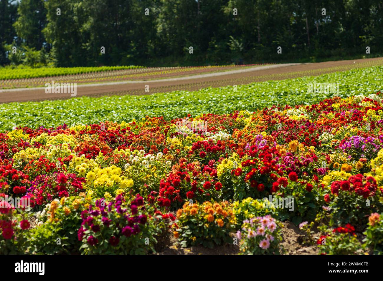 Hakodate spring hi-res stock photography and images - Alamy