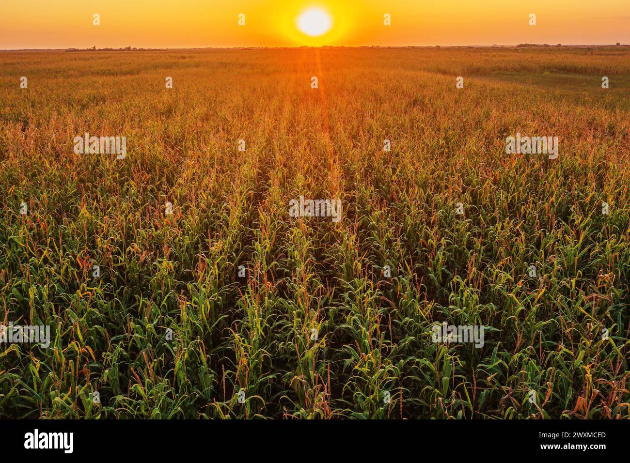 Aerial drone shot summer green hi-res stock photography and images - Alamy