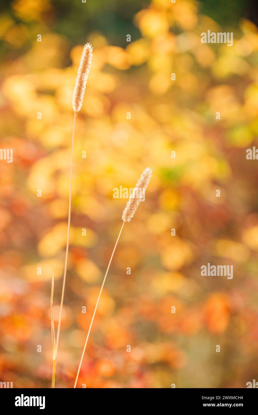 Warm backlit nature scene with two blades of reed grass Stock Photo - Alamy