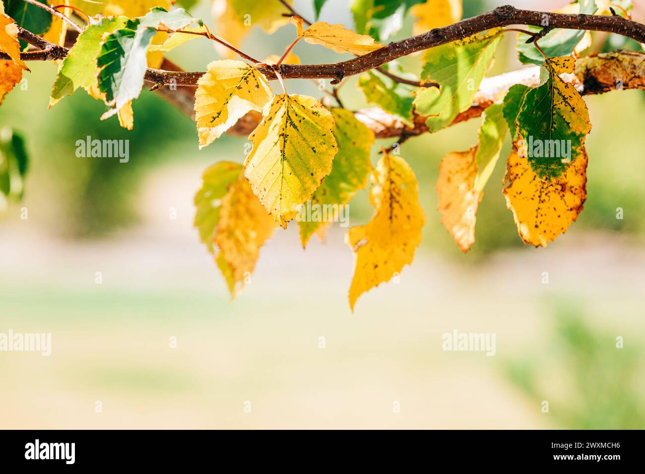 Hanging branches with leaves hi-res stock photography and images - Alamy