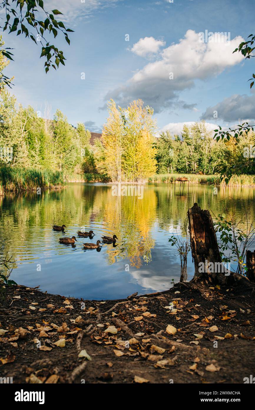 Dramatic fall duck pond scene Stock Photo - Alamy
