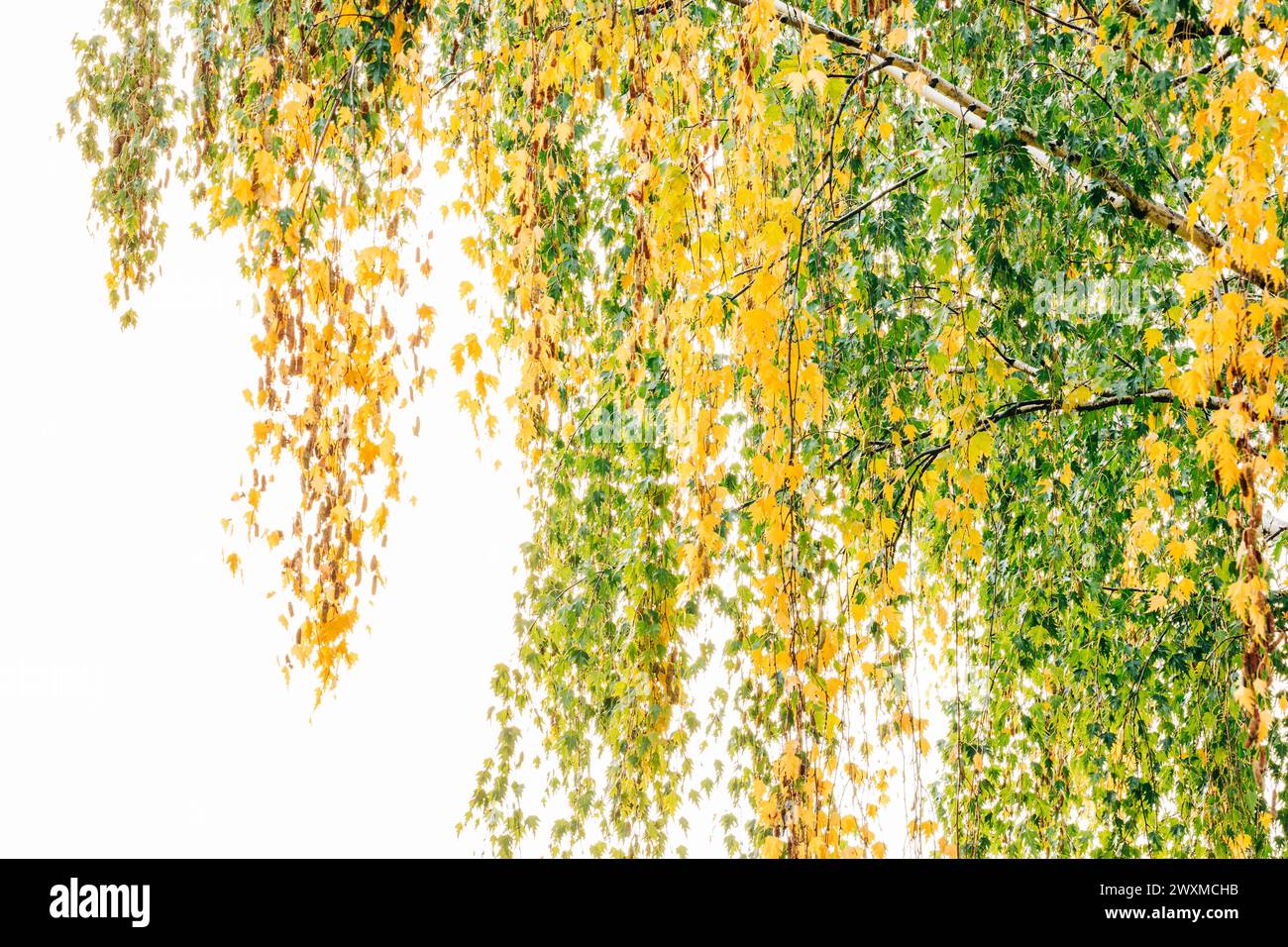 High key photo of fall leaves hanging off tree branch Stock Photo - Alamy