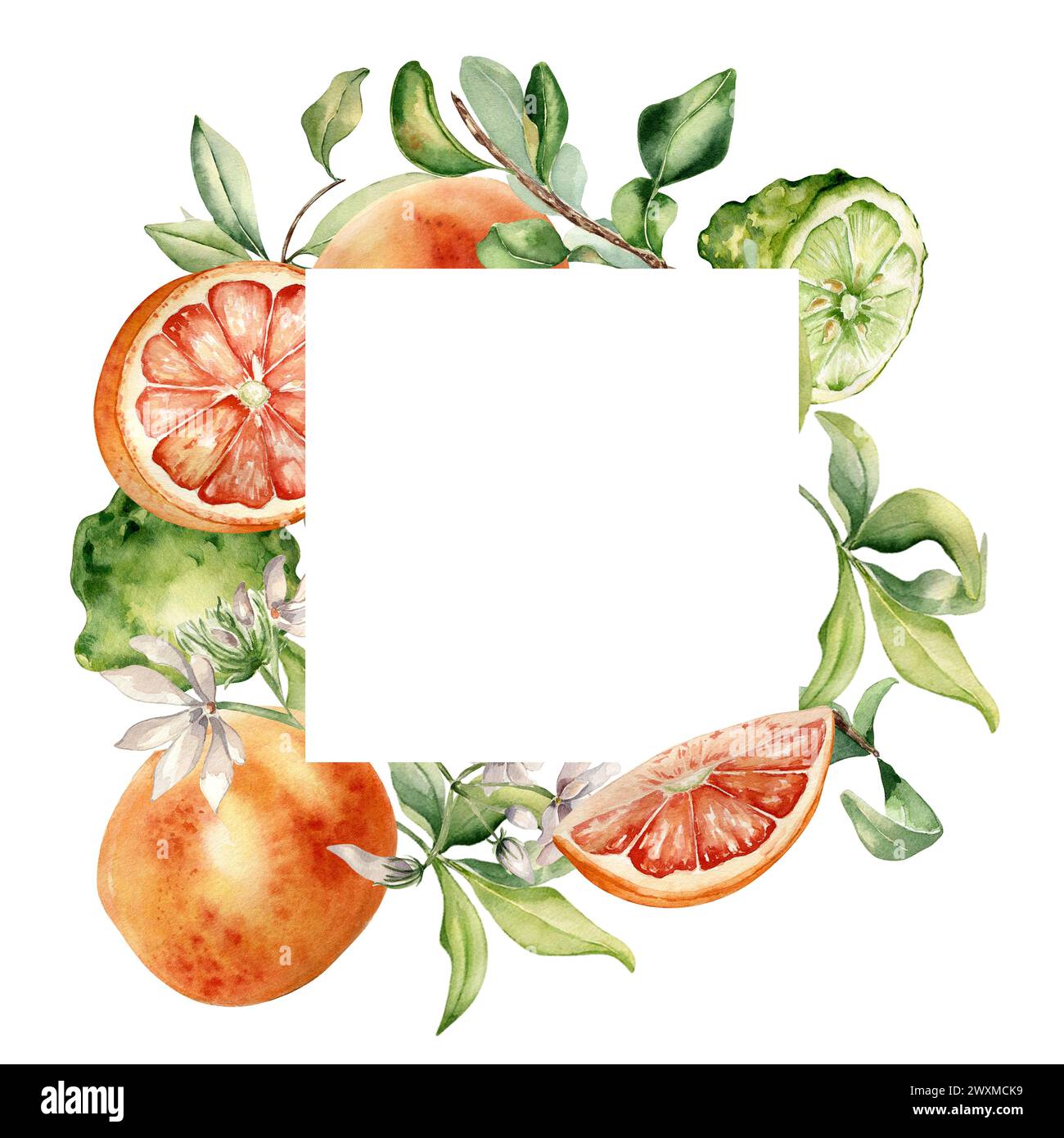 Frame with mixed ripe citrus and white flowers watercolor illustration isolated. Hand drawn ...