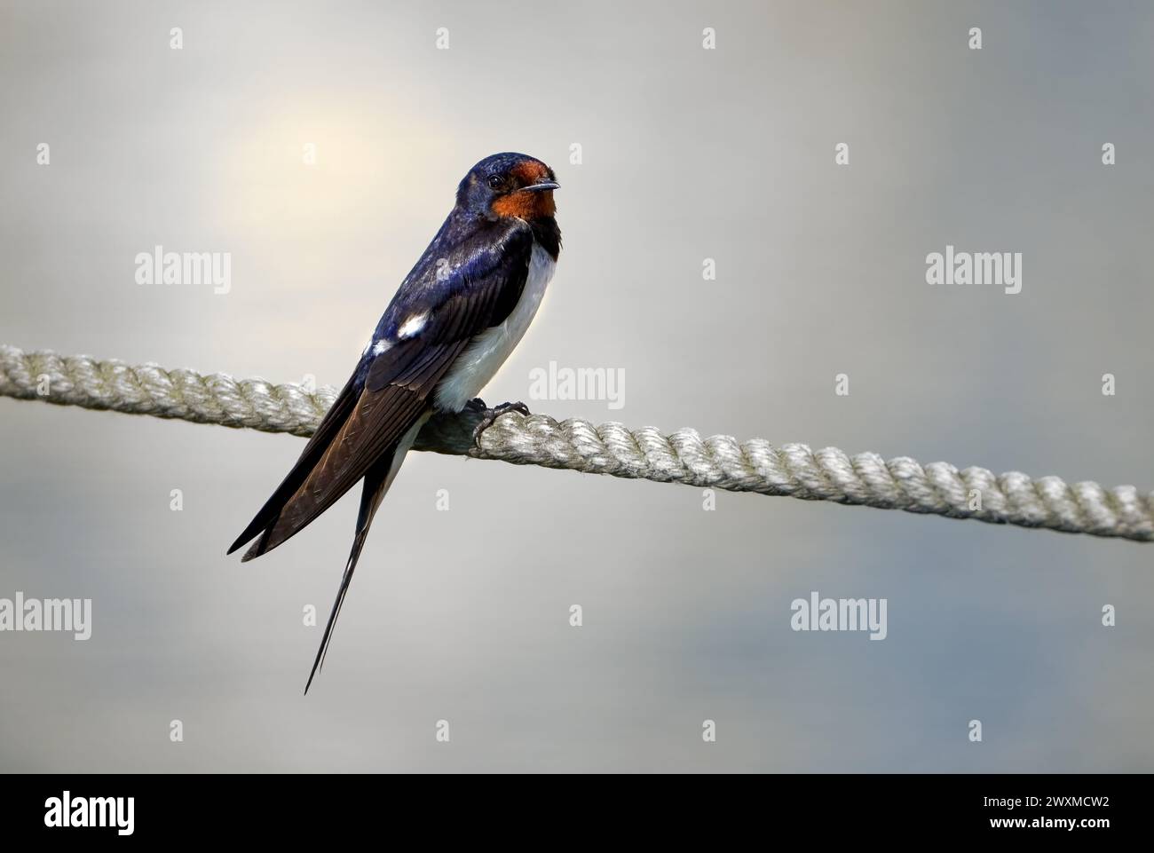 Hirundo rustica closeup hi-res stock photography and images - Alamy