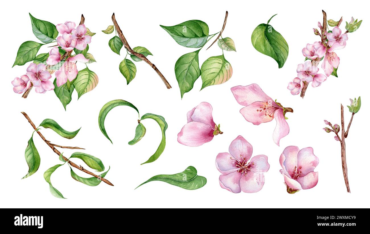 Set of various pink flowers of peach tree watercolor illustration ...