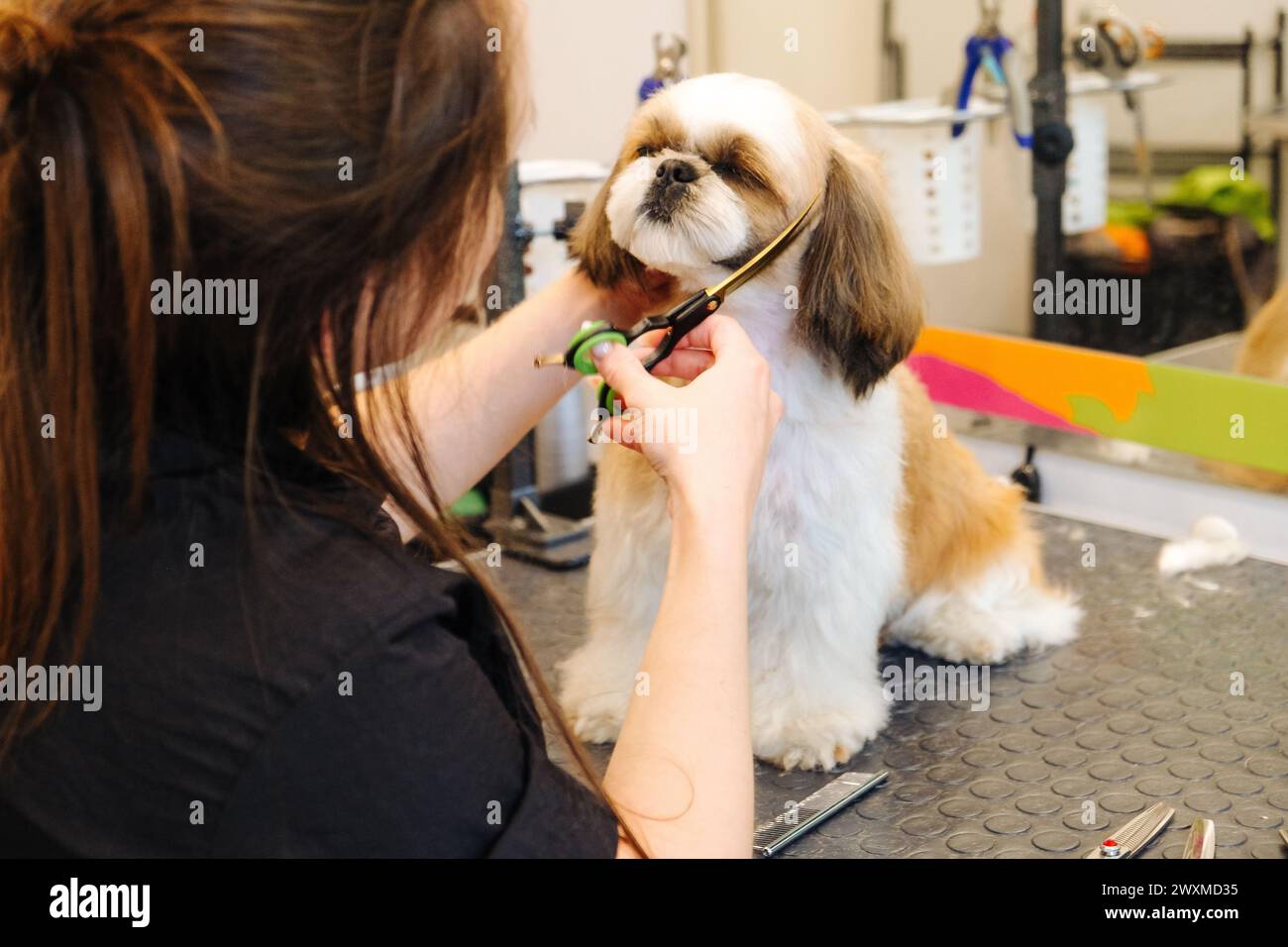 Professional groomer hi-res stock photography and images - Alamy