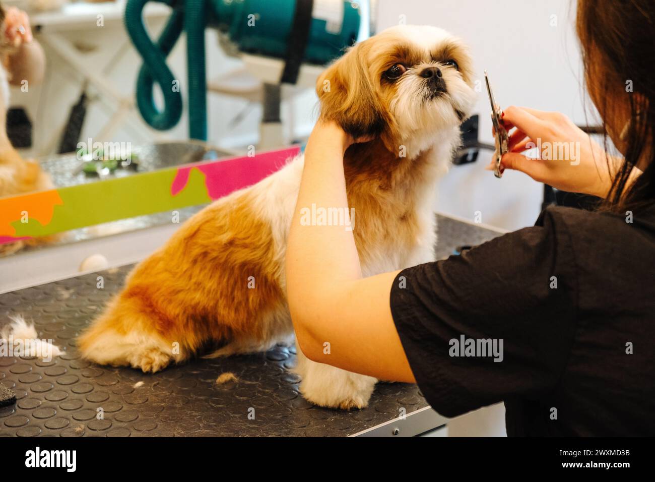 Scissors beauty salon worker hi-res stock photography and images - Alamy