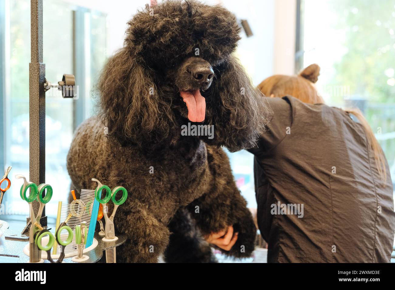 Poodle grooming hi-res stock photography and images - Alamy