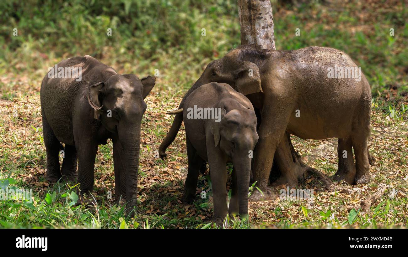 Beautiful Images of Asian elephant in wild / in kerala forest / Periyar ...