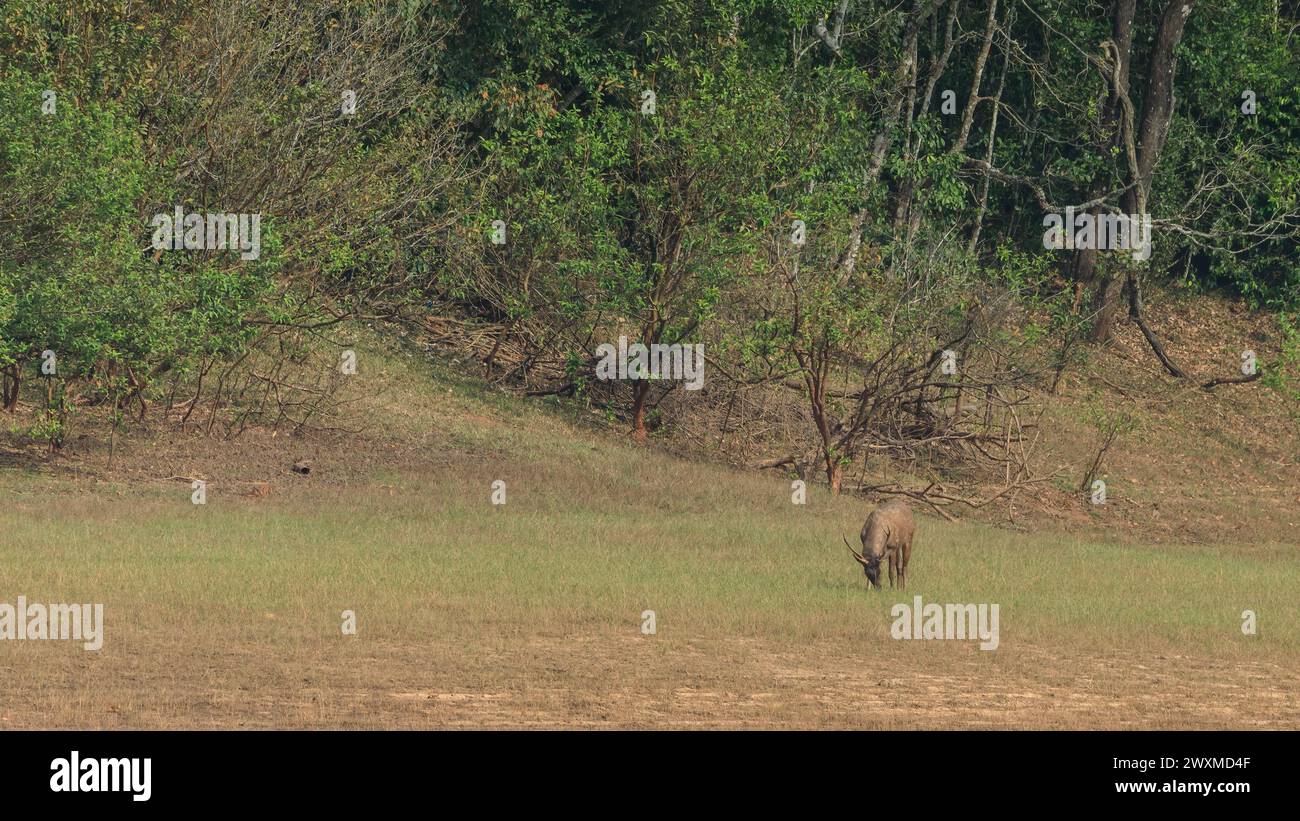 Beautiful landscape photos of Periyar tiger reserve / Thekkady Tourism ...