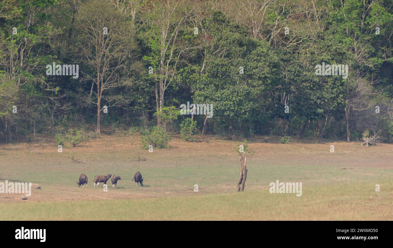 Beautiful landscape photos of Periyar tiger reserve / Thekkady Tourism ...