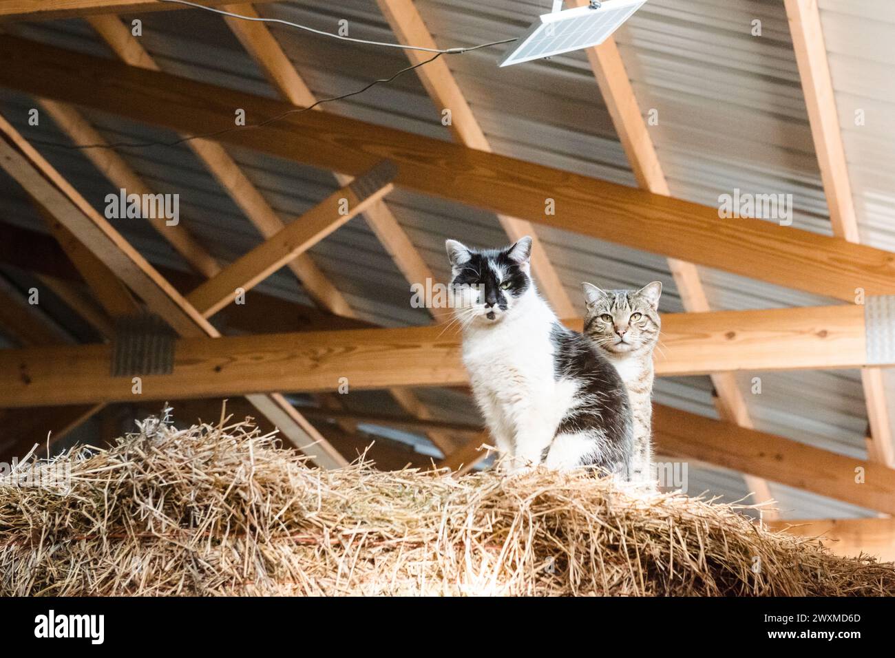 Cat on hay bale hi-res stock photography and images - Alamy
