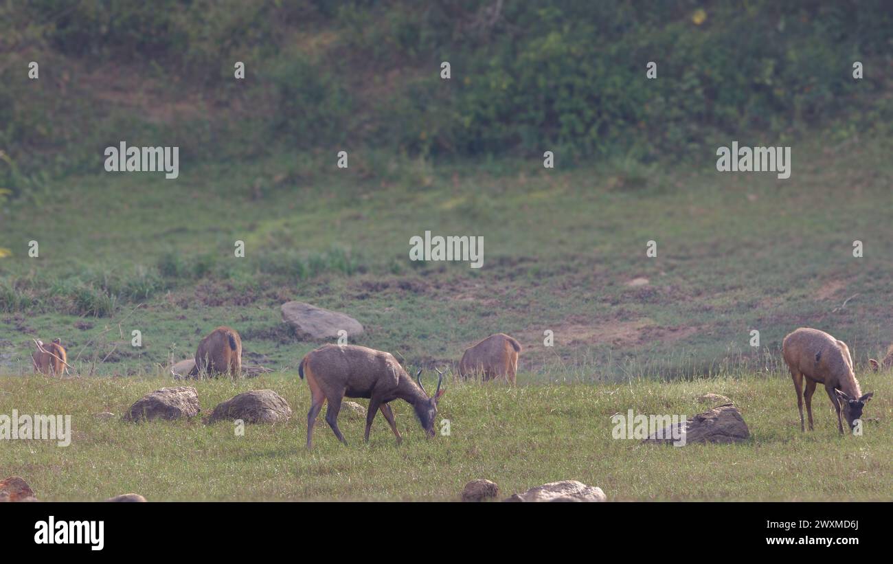 Beautiful landscape photos of Periyar tiger reserve / Thekkady Tourism ...