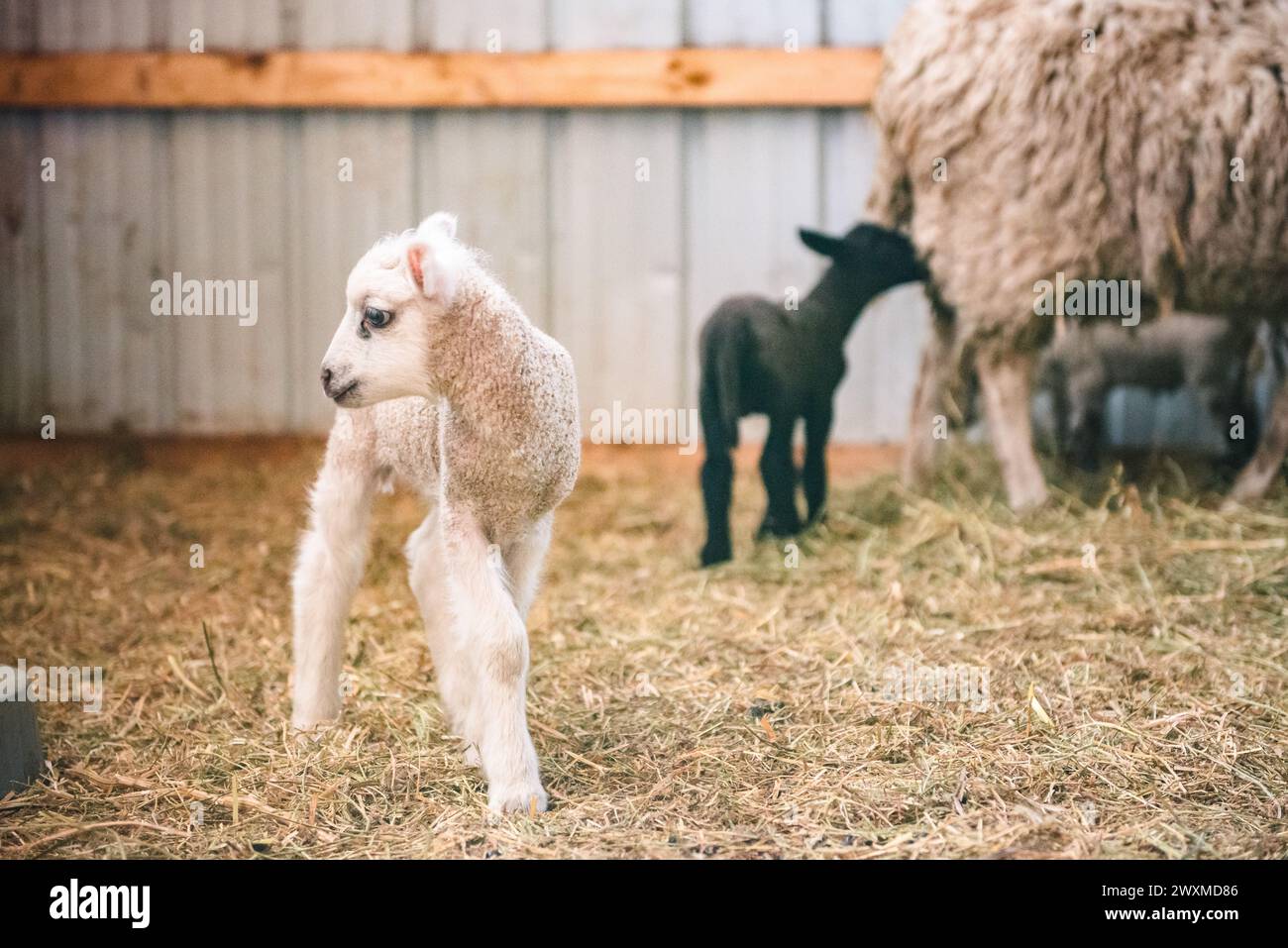 Sheep with newborn lambs in barn Stock Photo - Alamy