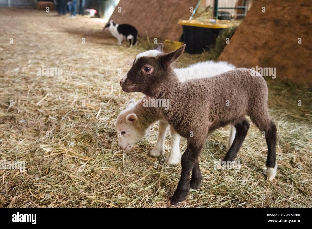 Adorable baby lambs in a barn Stock Photo - Alamy