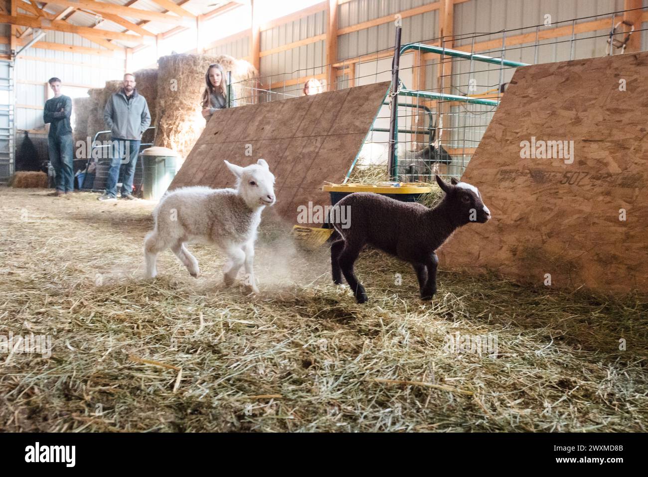 Lambs running through barn with people watching Stock Photo - Alamy
