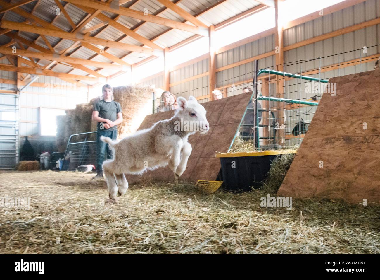 Frolicking lamb hi-res stock photography and images - Alamy