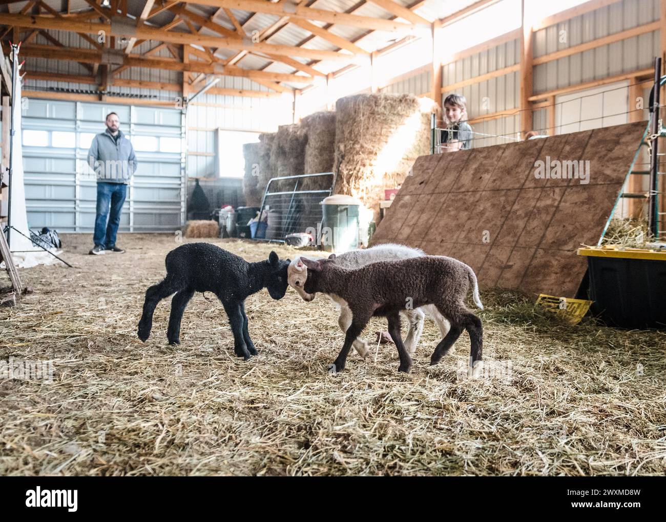 Three lambs playing in a barn Stock Photo - Alamy