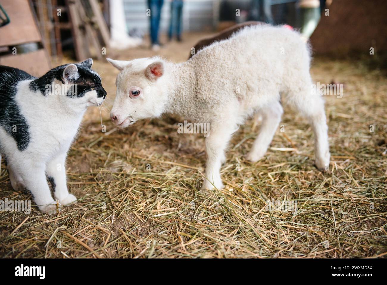 Black sheep in barn hi-res stock photography and images - Alamy