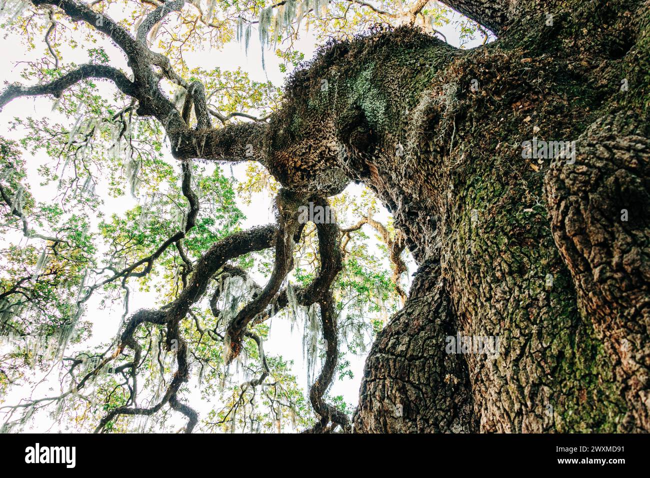 Old giant oak tree and branches reaching for the sky Stock Photo - Alamy