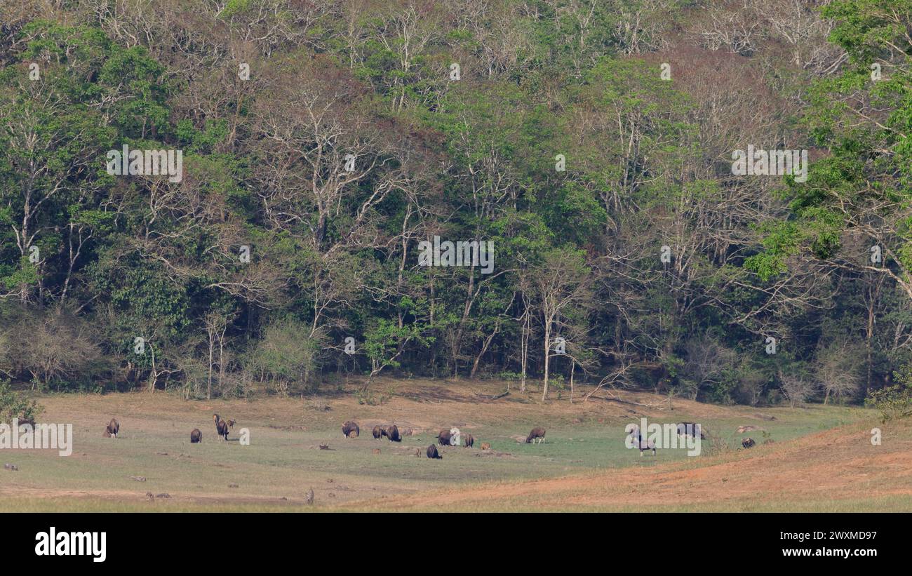 Beautiful landscape photos of Periyar tiger reserve / Thekkady Tourism ...