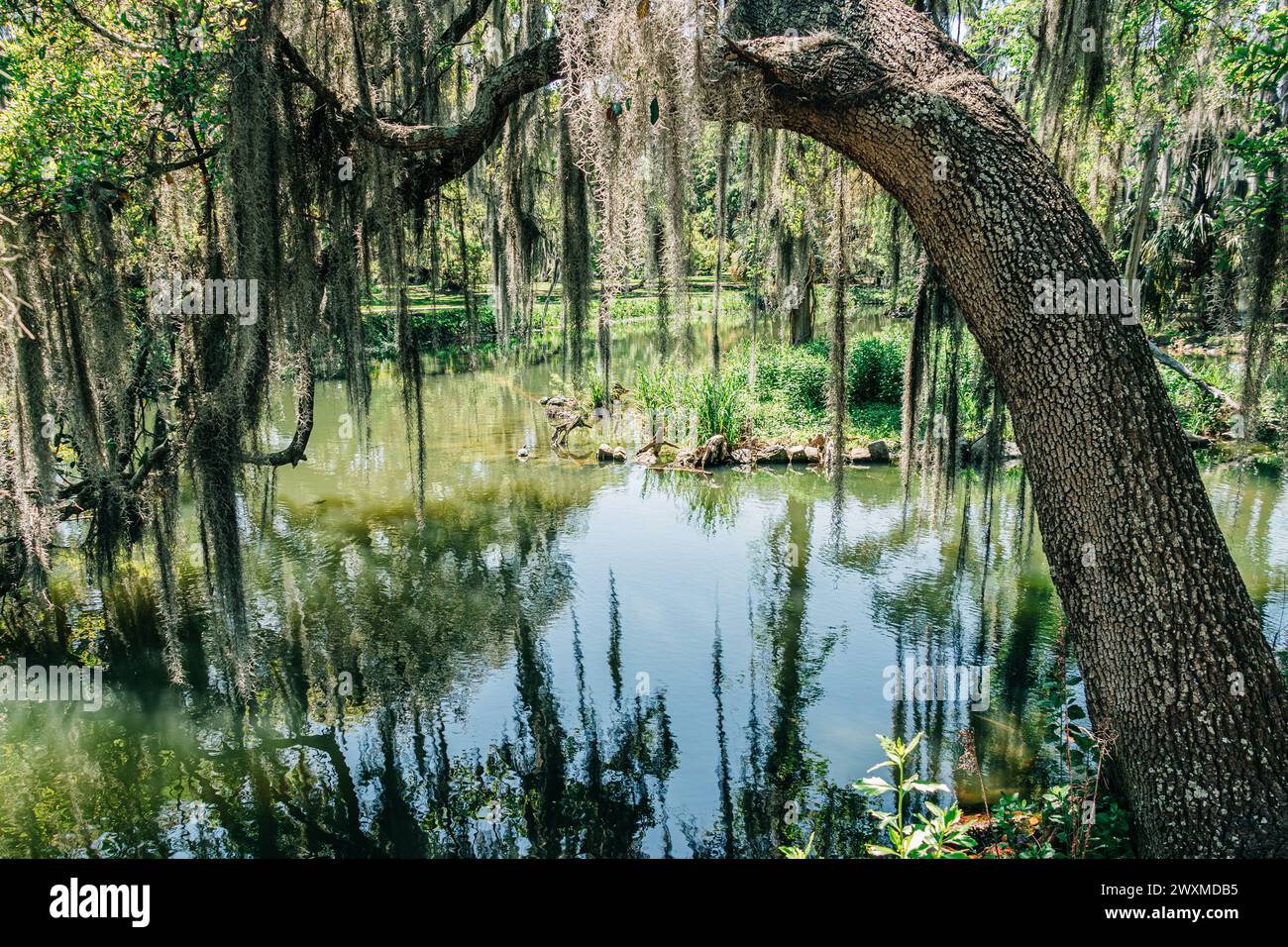 Waterfront oak tree with Spanish moss in City Park, New Orleans Stock ...
