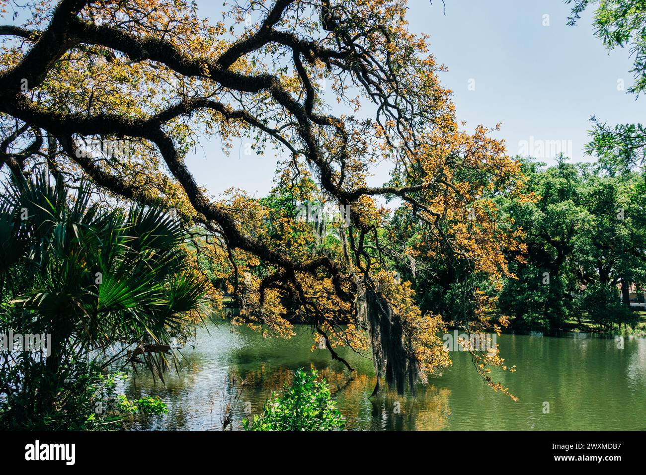 New orleans oak trees hi-res stock photography and images - Alamy