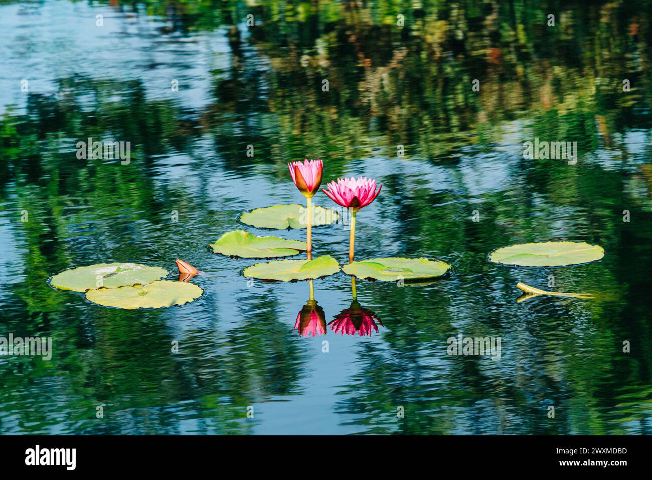 Pink lotus flower water lilies with water reflection Stock Photo - Alamy