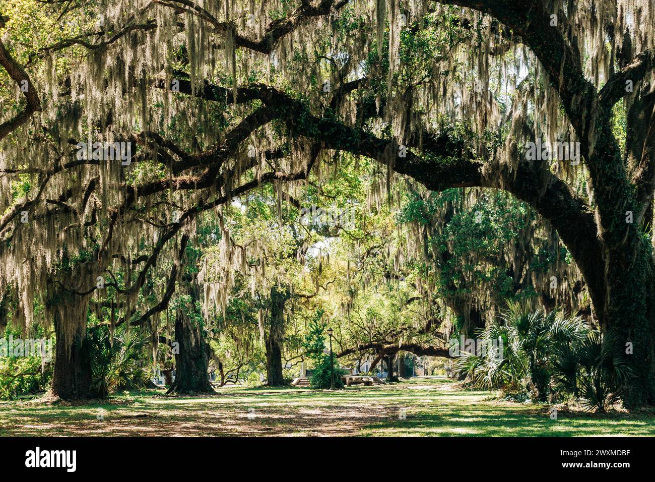Giant oak trees with Spanish moss in City Park, New Orleans Stock Photo - Alamy