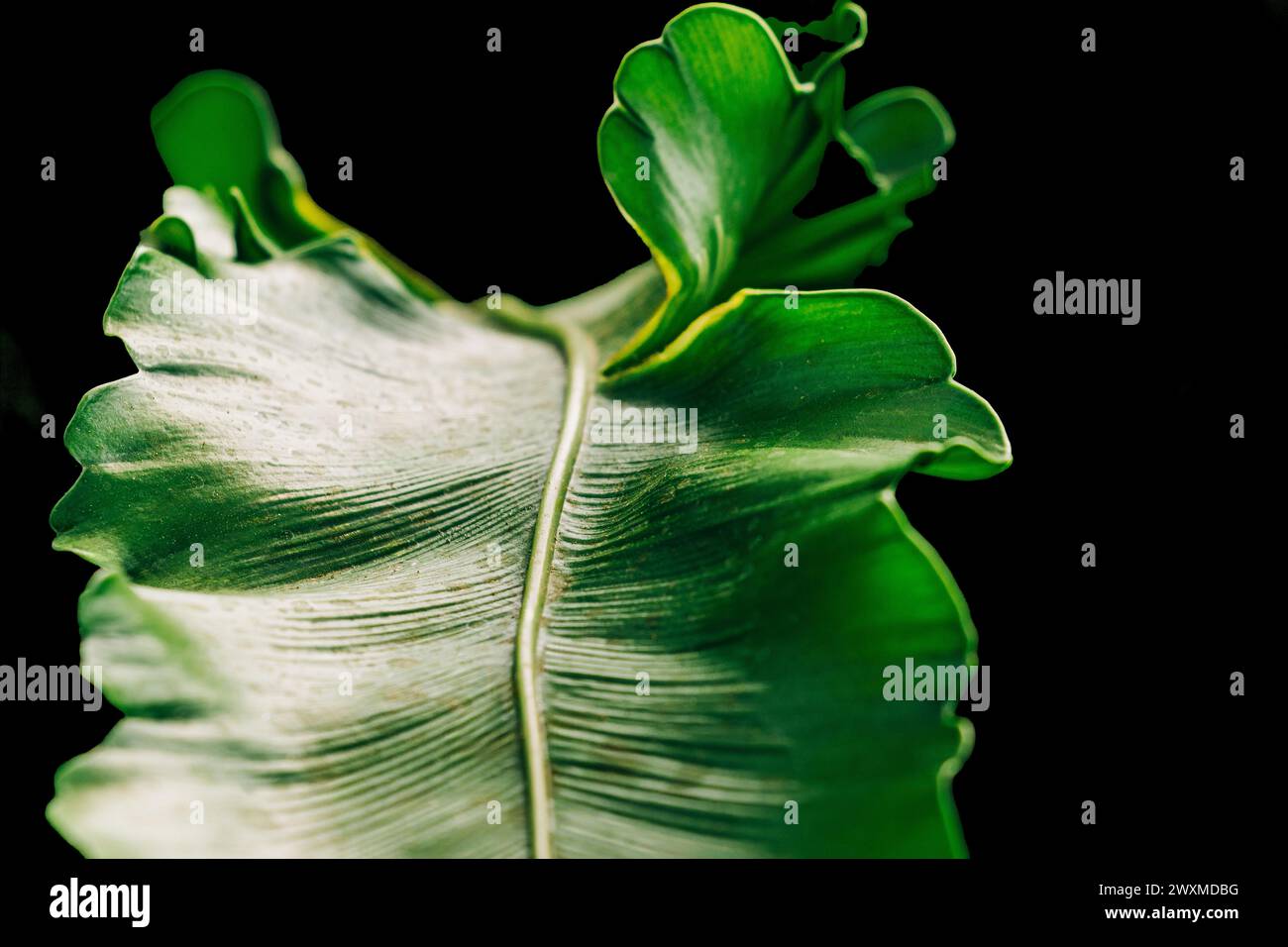 Large green textured plant leaf on black background Stock Photo - Alamy