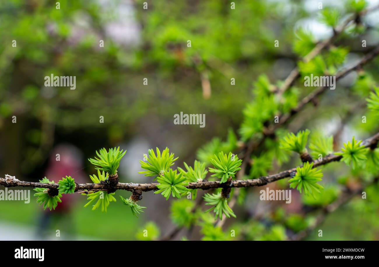 Fluttering leaves hi-res stock photography and images - Alamy
