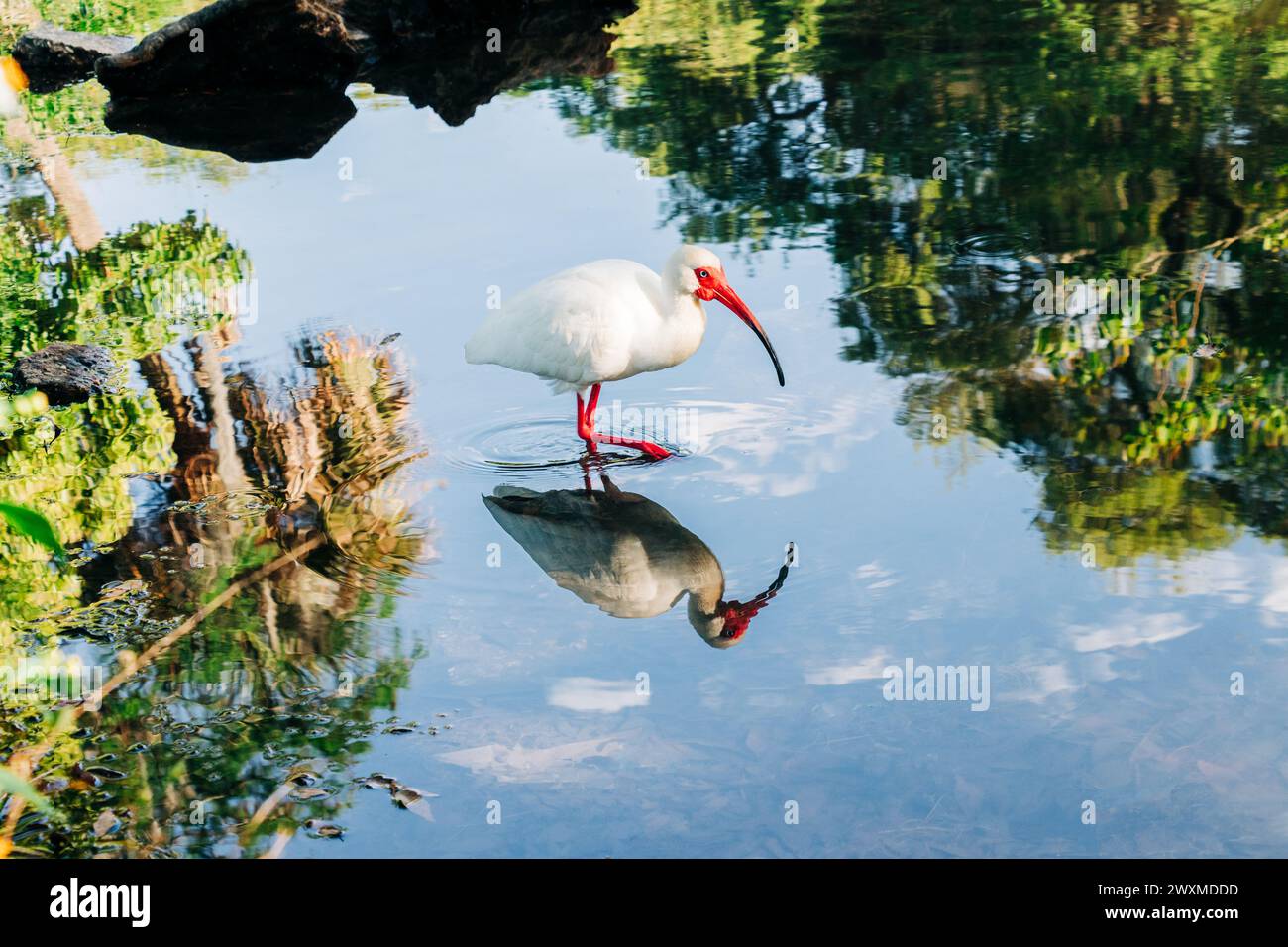 Orange ibis hi-res stock photography and images - Alamy