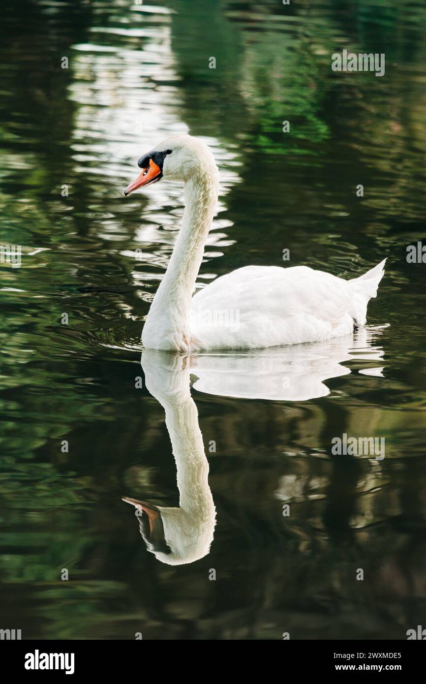 Swan swimming in pond with water ripples and reflections Stock Photo ...