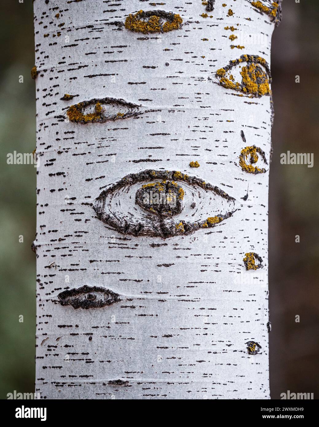 Eyes in the trunk of a birch tree at Carrizosa Stock Photo - Alamy