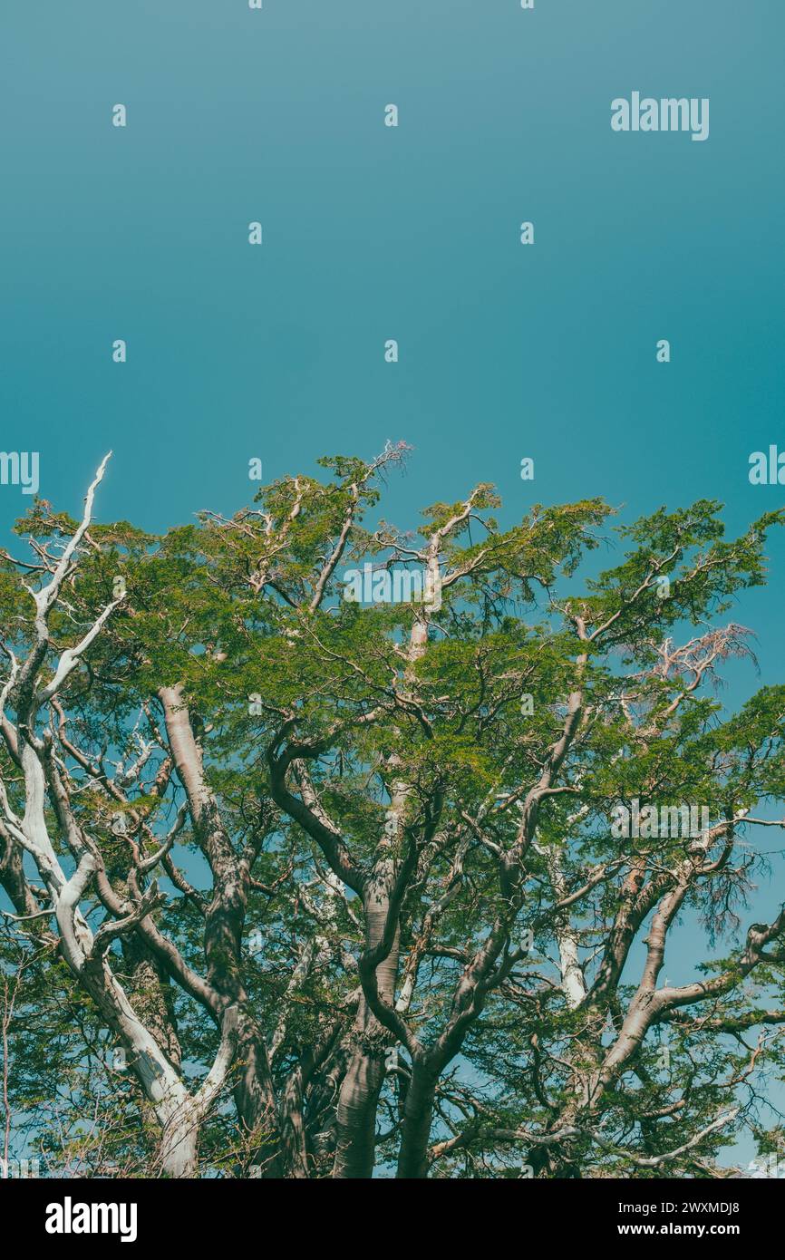 Beautiful earth patagonia hi-res stock photography and images - Alamy