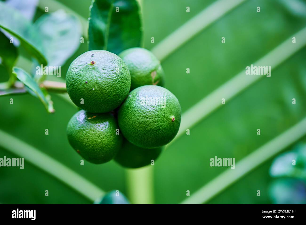 Lime fruit tree branch hi-res stock photography and images - Alamy