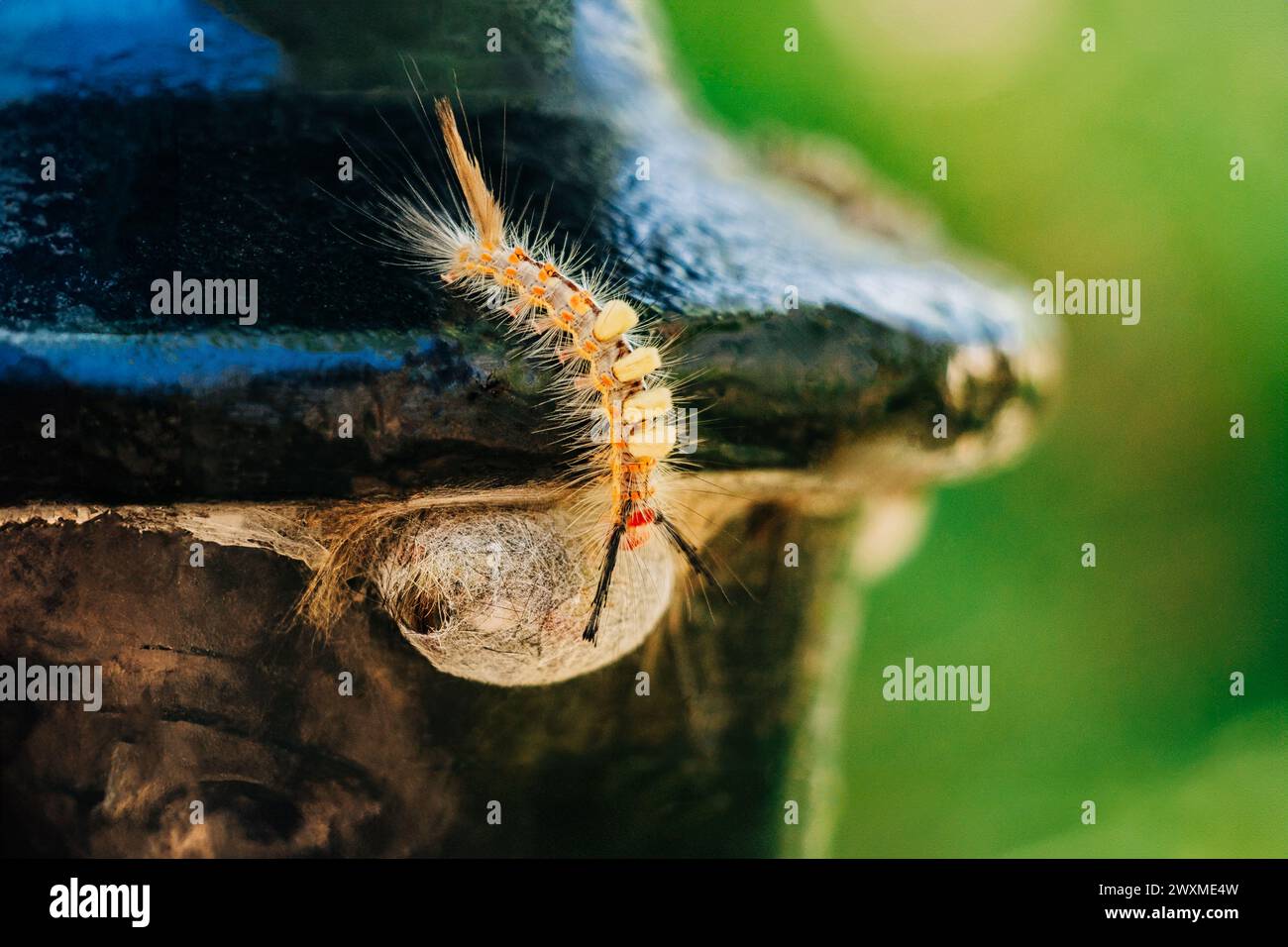 Fuzzy cocoon hi-res stock photography and images - Alamy