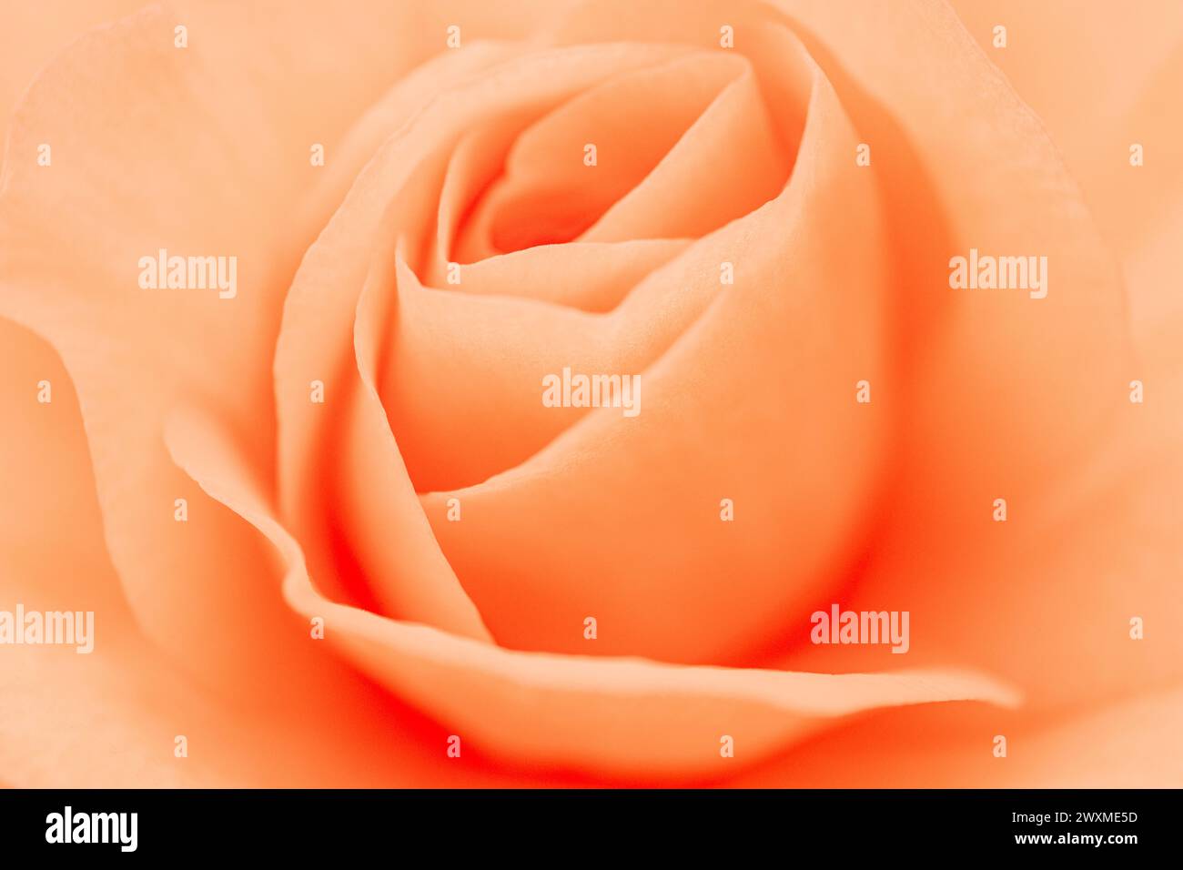Peach rose petals hi-res stock photography and images - Alamy