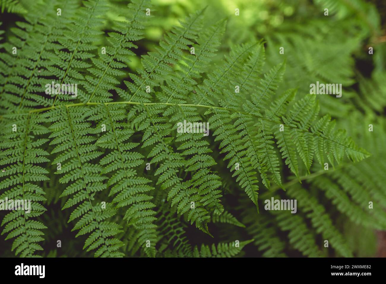 Fern green symmetry plant hi-res stock photography and images - Alamy