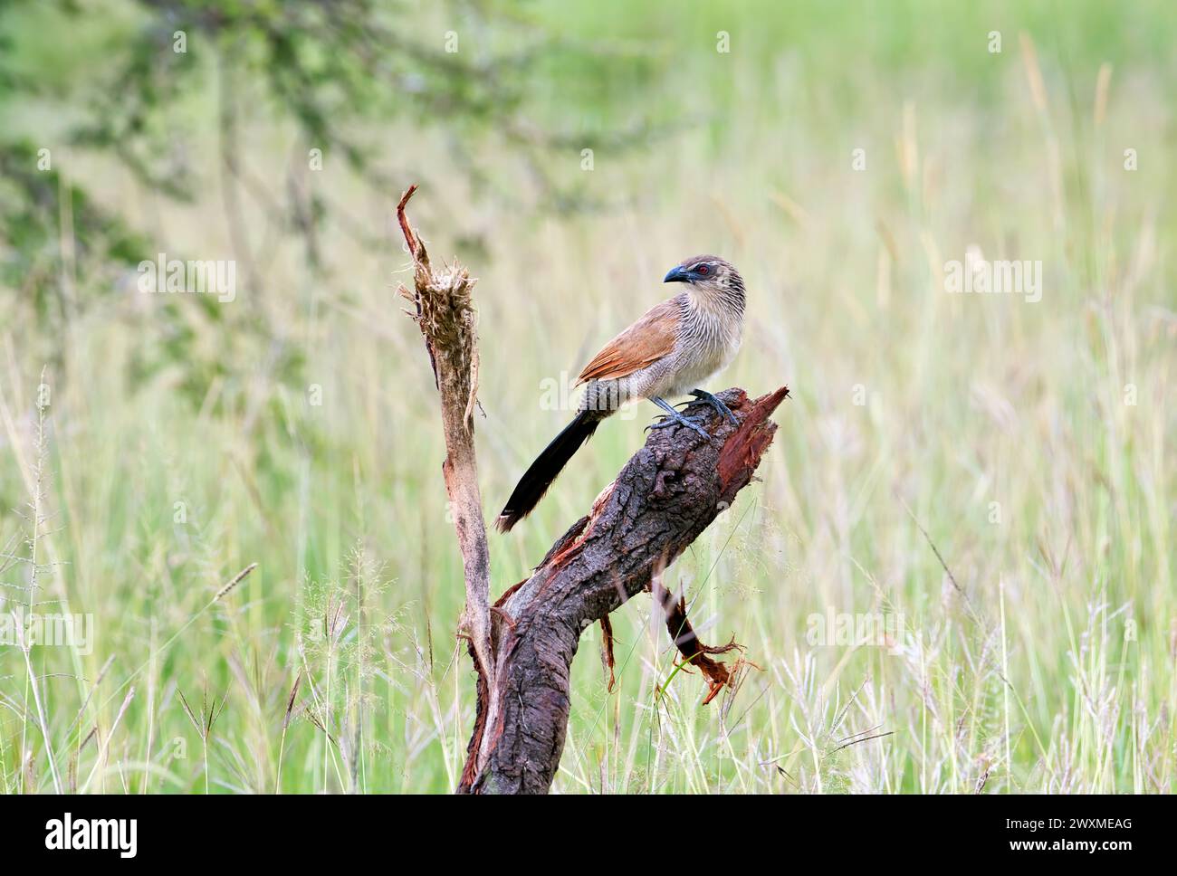 White-browed coucal (Centropus superciliosus Stock Photo - Alamy