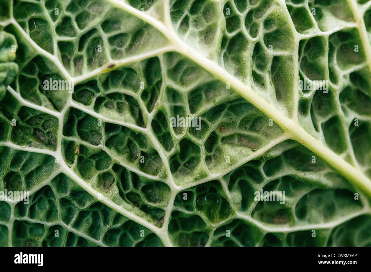 Texture of vegetables hi-res stock photography and images - Alamy
