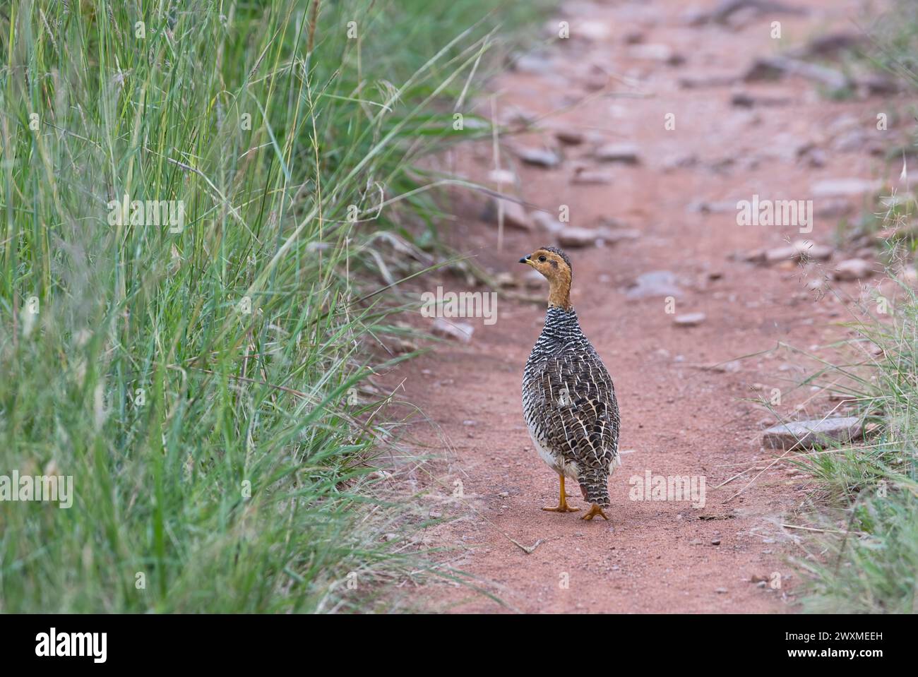 Campocolinus coqui hi-res stock photography and images - Alamy