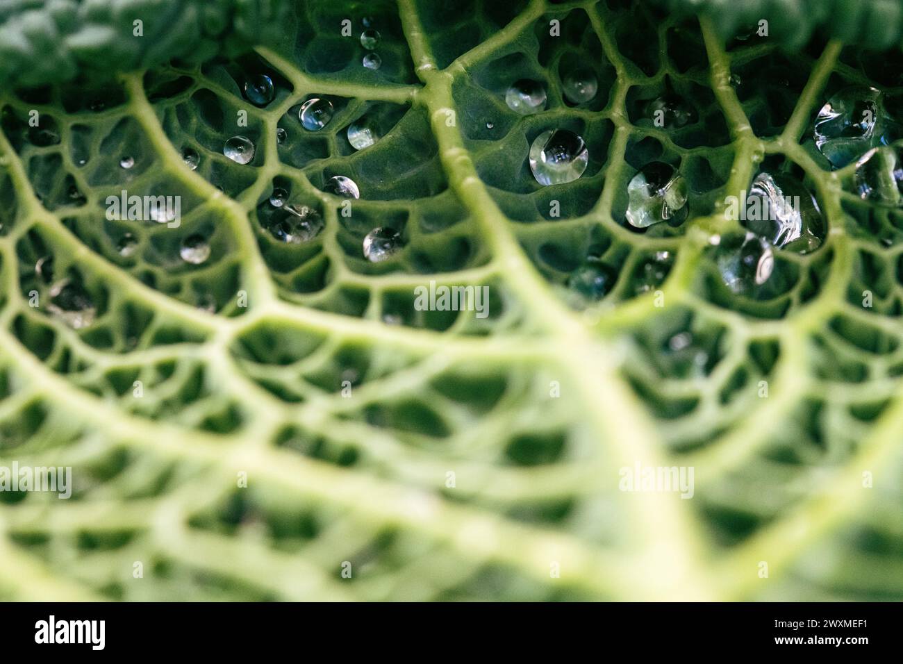 Curly savoy cabbage leaves hi-res stock photography and images - Alamy