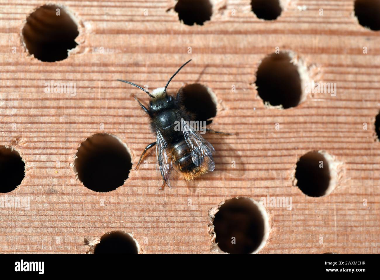 Gehoernte mauerbiene hi-res stock photography and images - Alamy