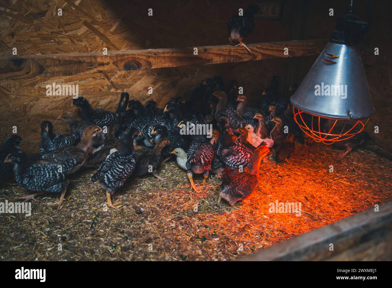 Chicken fledglings under infrared light Stock Photo - Alamy