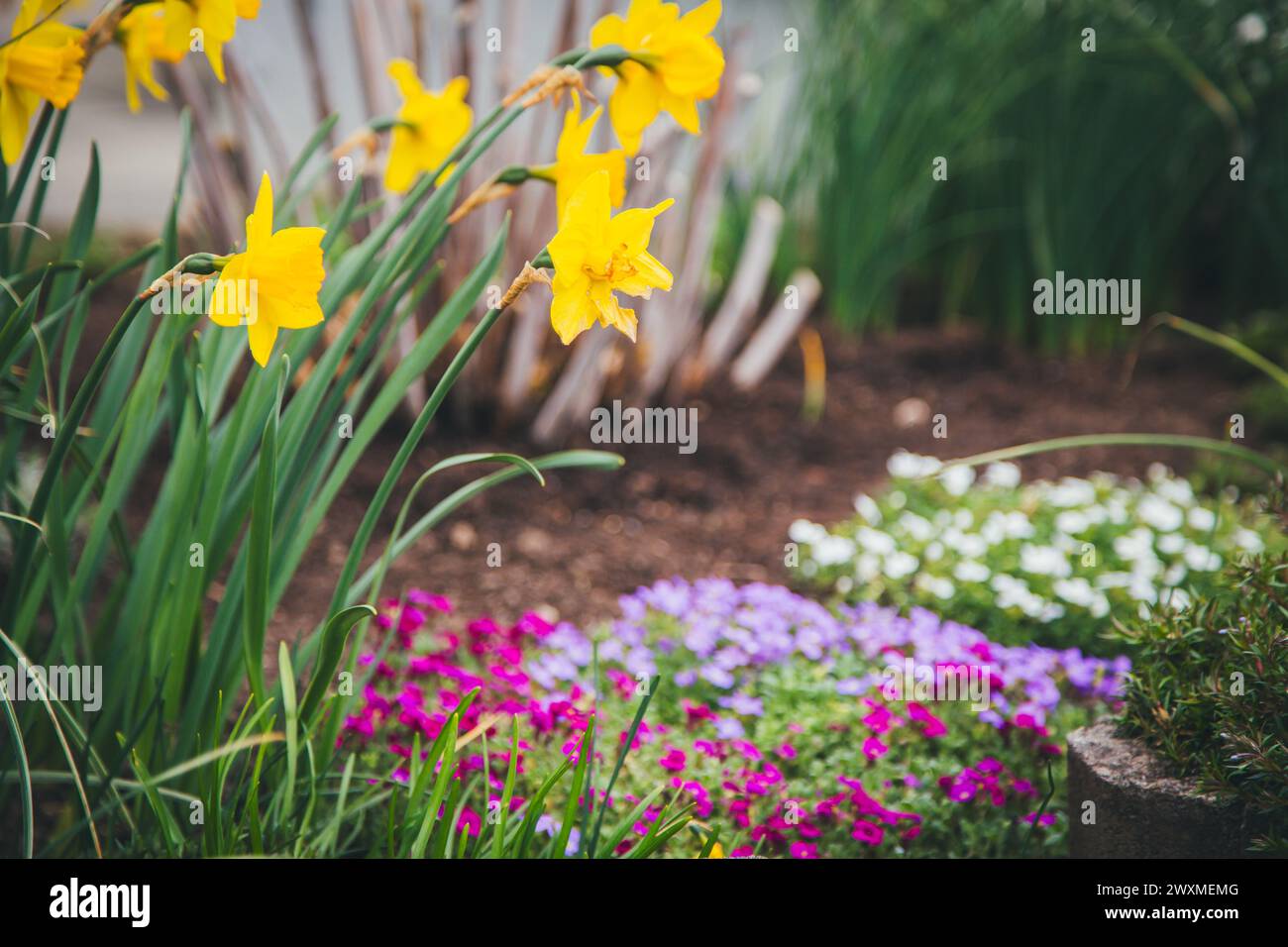 Colourful garden spring hi-res stock photography and images - Alamy