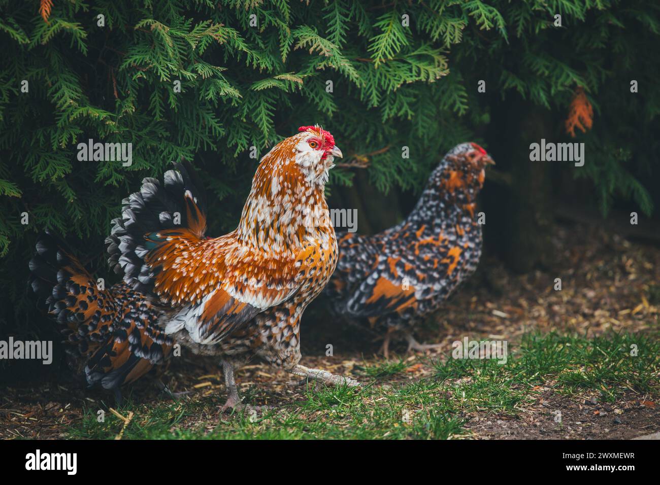 Bearded chicken rooster hi-res stock photography and images - Alamy